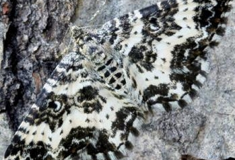 argent and sable moth