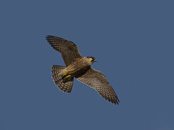 Holme Park Quarry | Cumbria Wildlife Trust