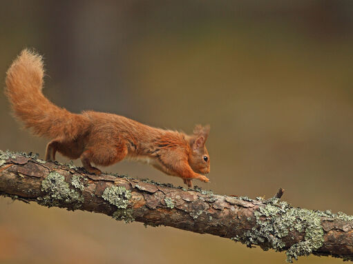Saving red squirrels | Cumbria Wildlife Trust