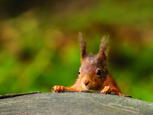 Red squirrel | Sciurus vulgaris | Cumbria Wildlife Trust