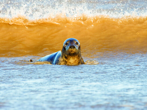 South Walney | Cumbria Wildlife Trust