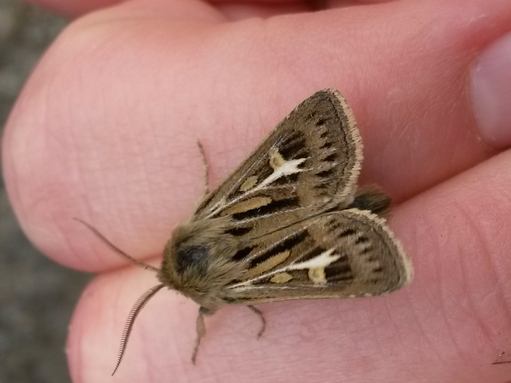 Magnificent moths | Cumbria Wildlife Trust