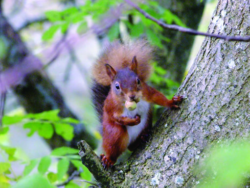 Smardale | Cumbria Wildlife Trust