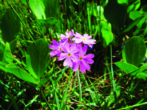 Tarn Sike | Cumbria Wildlife Trust