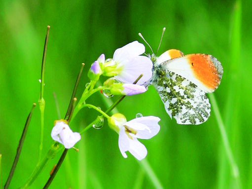 Clints Quarry | Cumbria Wildlife Trust