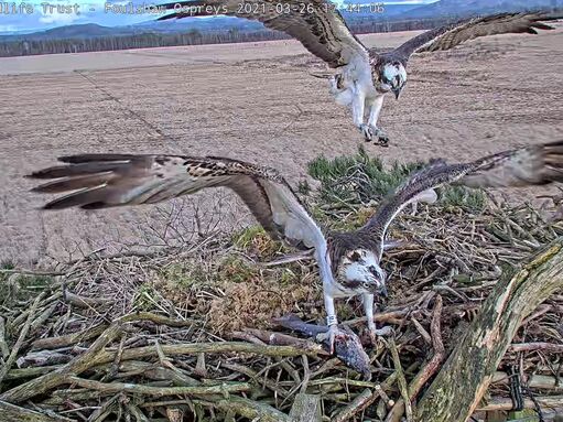 Osprey | Pandion haliaetus | Cumbria Wildlife Trust