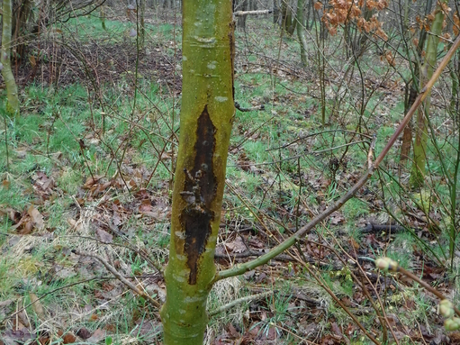 Ash dieback disease | Cumbria Wildlife Trust