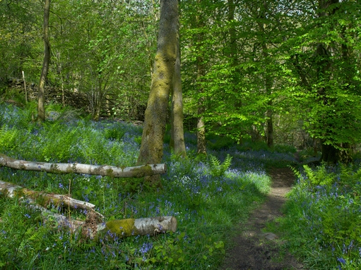 Staveley Woodlands | Cumbria Wildlife Trust