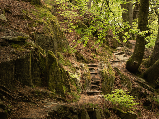 Staveley Woodlands | Cumbria Wildlife Trust