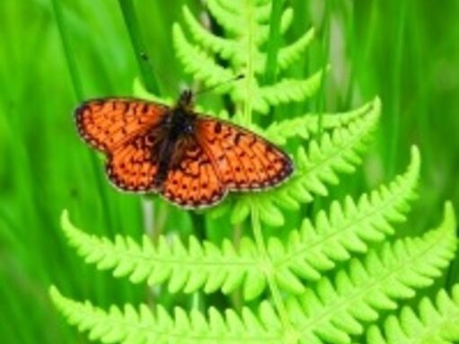 Dubbs Moss | Cumbria Wildlife Trust