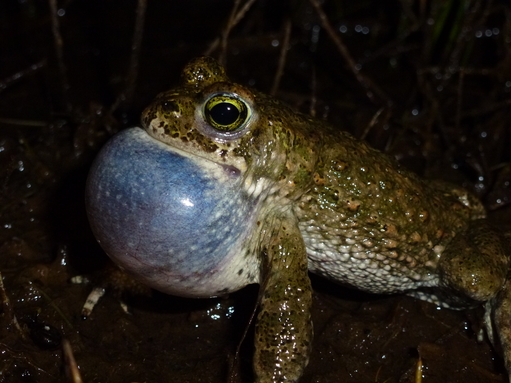 Save Sandscale Haws' natterjack toads & other wildlife | Cumbria ...