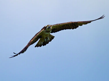 Foulshaw Moss | Cumbria Wildlife Trust