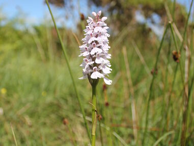 Lowick Common | Cumbria Wildlife Trust