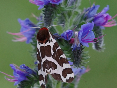 The magical world of moths | Cumbria Wildlife Trust
