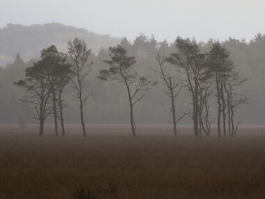 Bugs and Birds: Foulshaw Moss | Cumbria Wildlife Trust