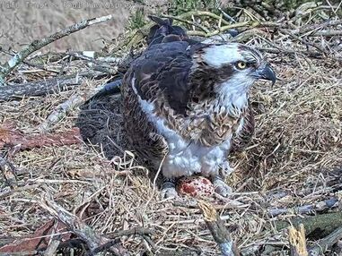 Breeding Ospreys at Foulshaw Moss | Cumbria Wildlife Trust