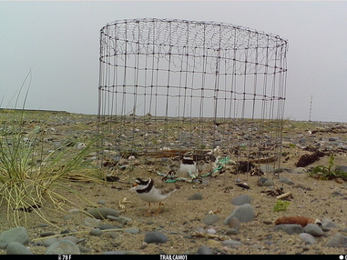 Successful seabird breeding season at South Walney and Foulney Island ...