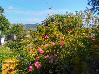 How a more relaxed approach to gardening can attract wildlife | Case ...