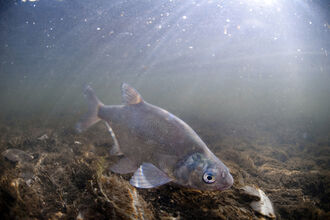 Freshwater fish | Cumbria Wildlife Trust