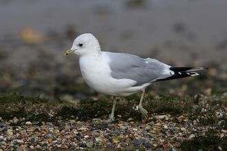 Seabirds | Cumbria Wildlife Trust