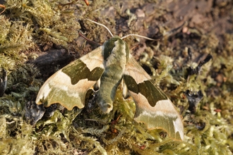 Moths | Cumbria Wildlife Trust