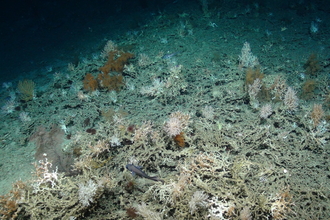 Marine | Cumbria Wildlife Trust