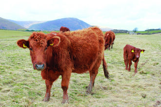 Current volunteering opportunities | Cumbria Wildlife Trust