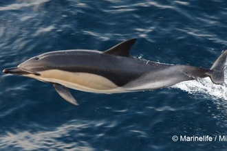 Events | Cumbria Wildlife Trust