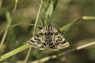 Moths | Cumbria Wildlife Trust