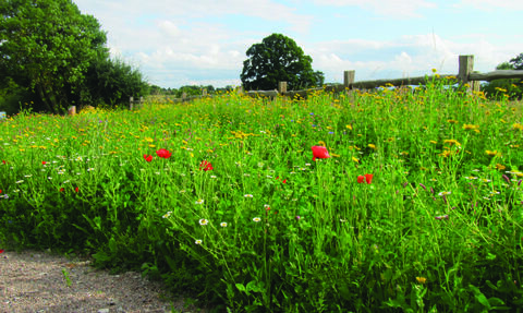 Gosling Sike | Cumbria Wildlife Trust