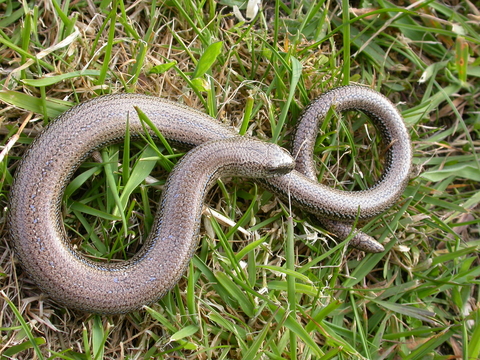 legless lizard uk