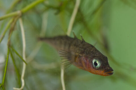 Freshwater fish | Cumbria Wildlife Trust