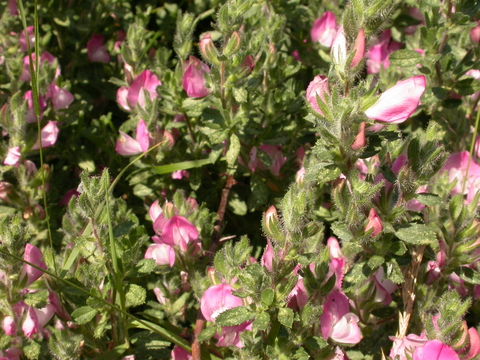 Common restharrow | Cumbria Wildlife Trust