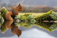 Red Squirrel Ranger | Cumbria Wildlife Trust