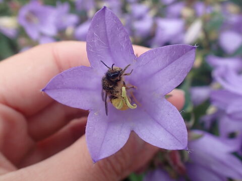 Meet Gosling Sike’s bees | Cumbria Wildlife Trust