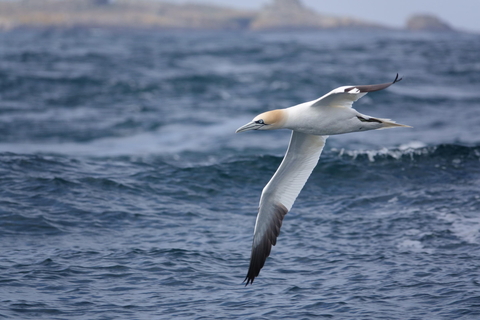 Seabirds | Cumbria Wildlife Trust