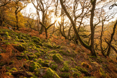 Planting trees create wilder skiddaw forest | Cumbria Wildlife Trust