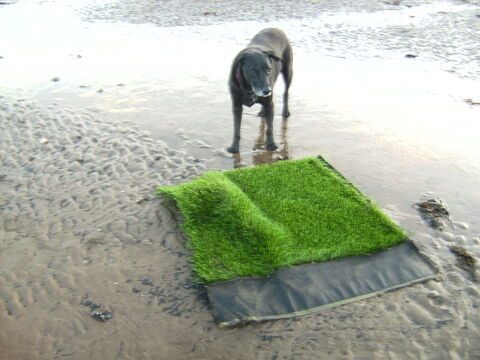 Beach Clean at Silloth West Beach | Cumbria Wildlife Trust