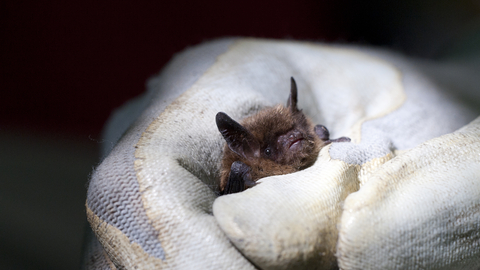 Brandt's bat | Cumbria Wildlife Trust