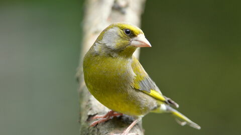 Greenfinch | Cumbria Wildlife Trust