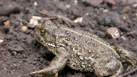 Natterjack toad | Cumbria Wildlife Trust