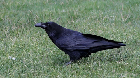 Raven | Cumbria Wildlife Trust