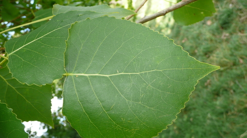 Hybrid black poplar | Cumbria Wildlife Trust