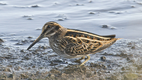 Jack snipe | Cumbria Wildlife Trust