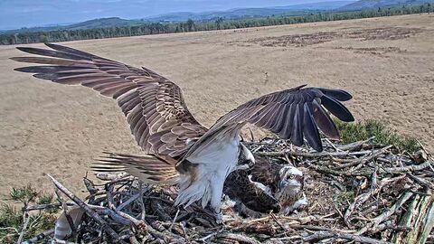 Foulshaw Moss | Cumbria Wildlife Trust