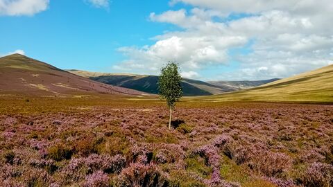 Come and celebrate our new tree nursery | Cumbria Wildlife Trust