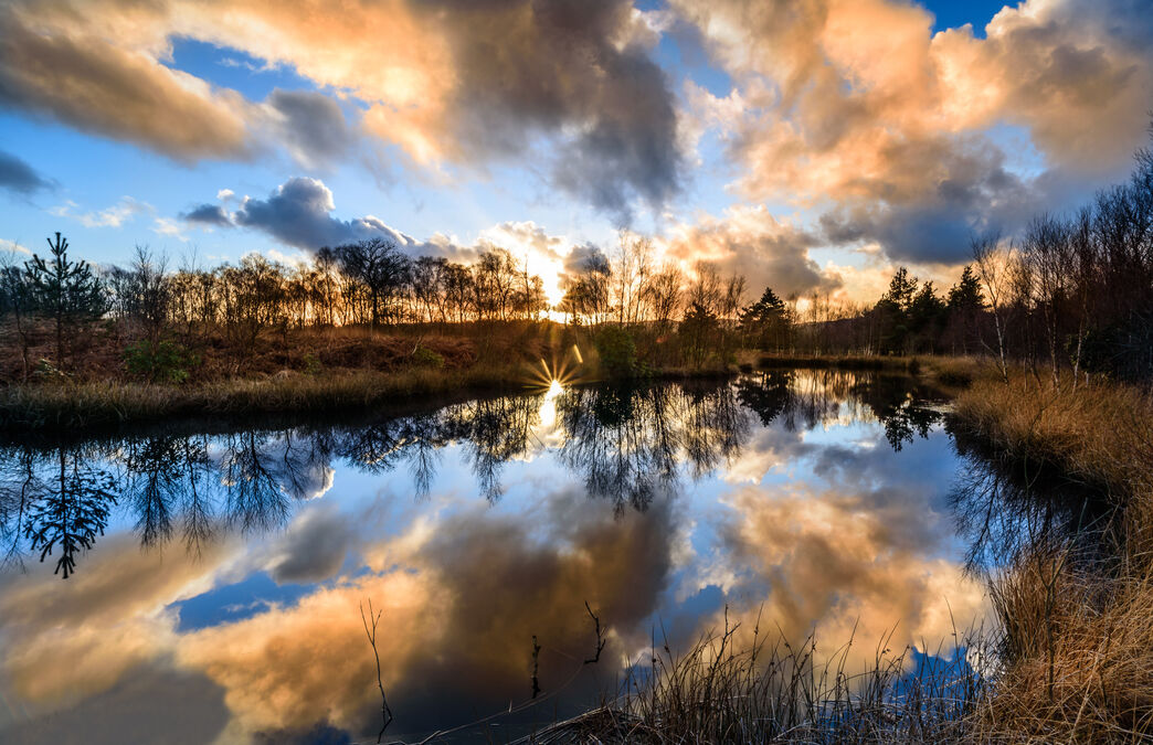 Foulshaw Moss | Cumbria Wildlife Trust