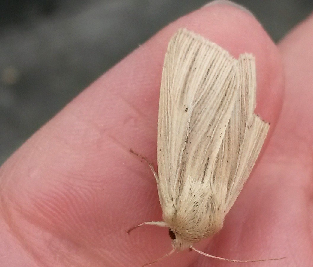 Magnificent moths | Cumbria Wildlife Trust