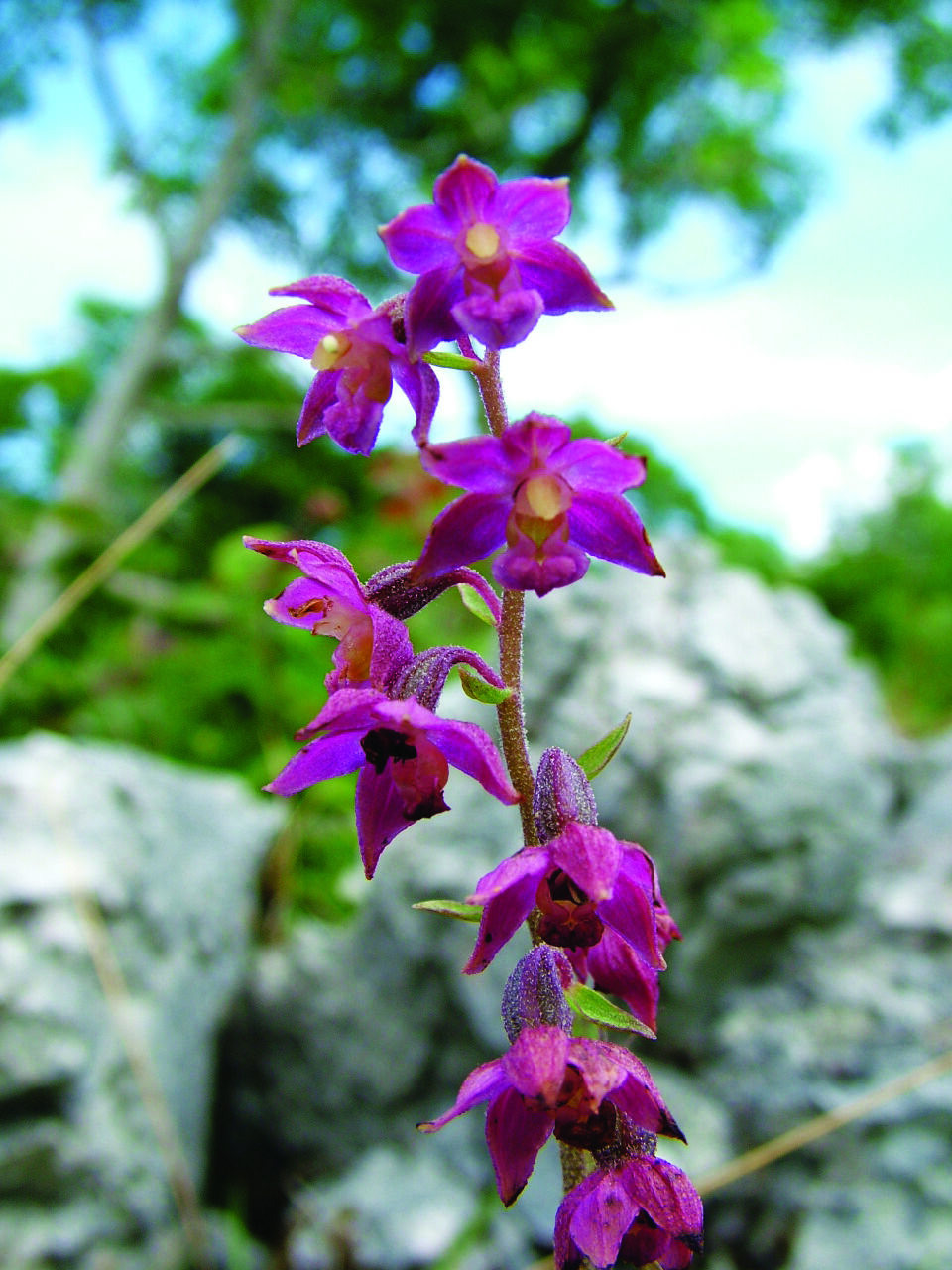 Hutton Roof Crags | Cumbria Wildlife Trust