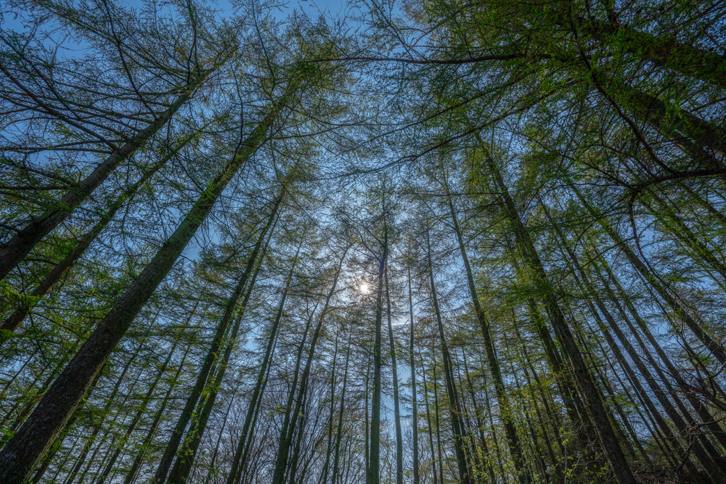 Lost rainforest discovery | Cumbria Wildlife Trust